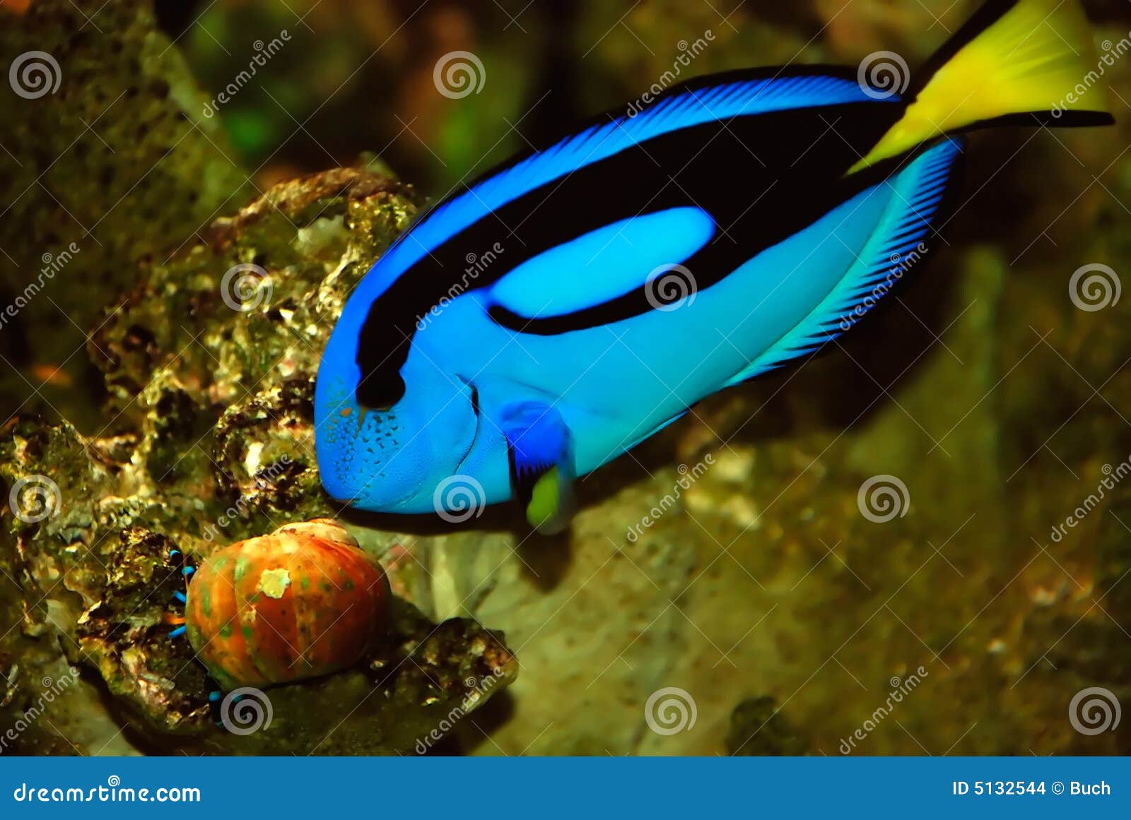 Heldere Blauwe Tropische Vissen Stock Foto - Image of leefgebied ...