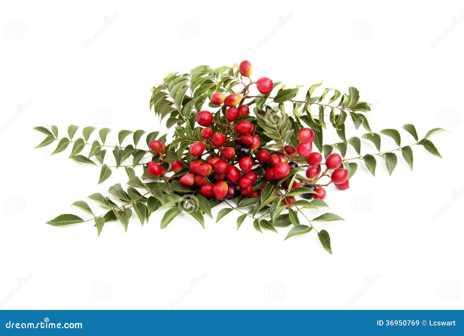 Heldere Rode Fruit En Bladeren Van De Boom Van Het Kerrieblad Stock ...