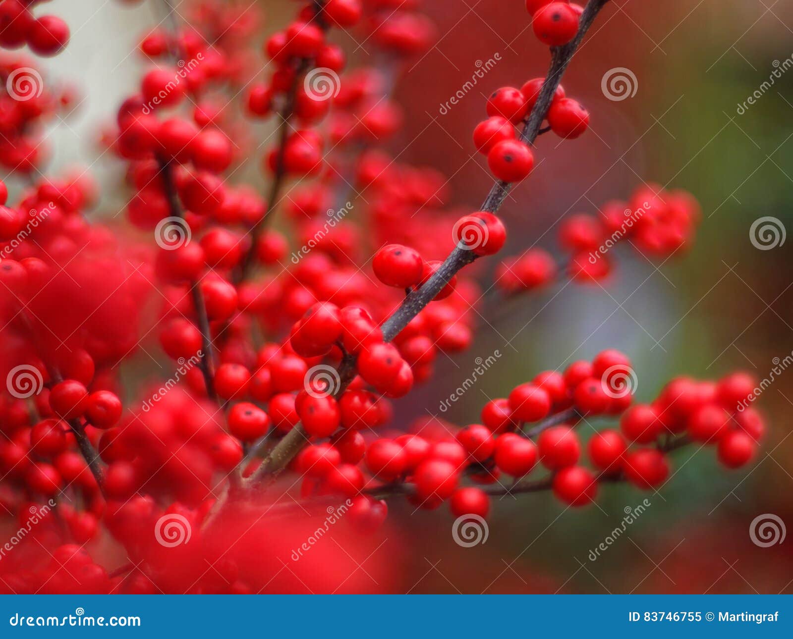 Heldere Rode Winterberry Struik Stock Afbeelding - Image of takken ...