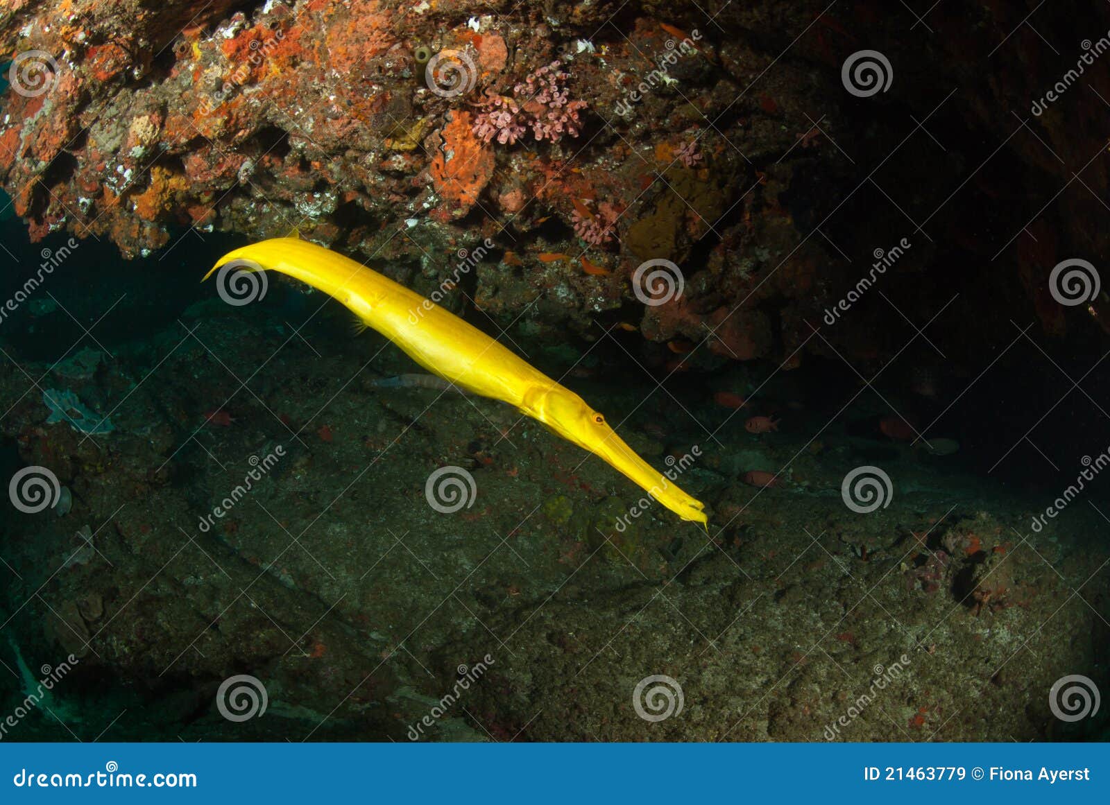 Heldere trumpetfish stock afbeelding. Image of water - 21463779
