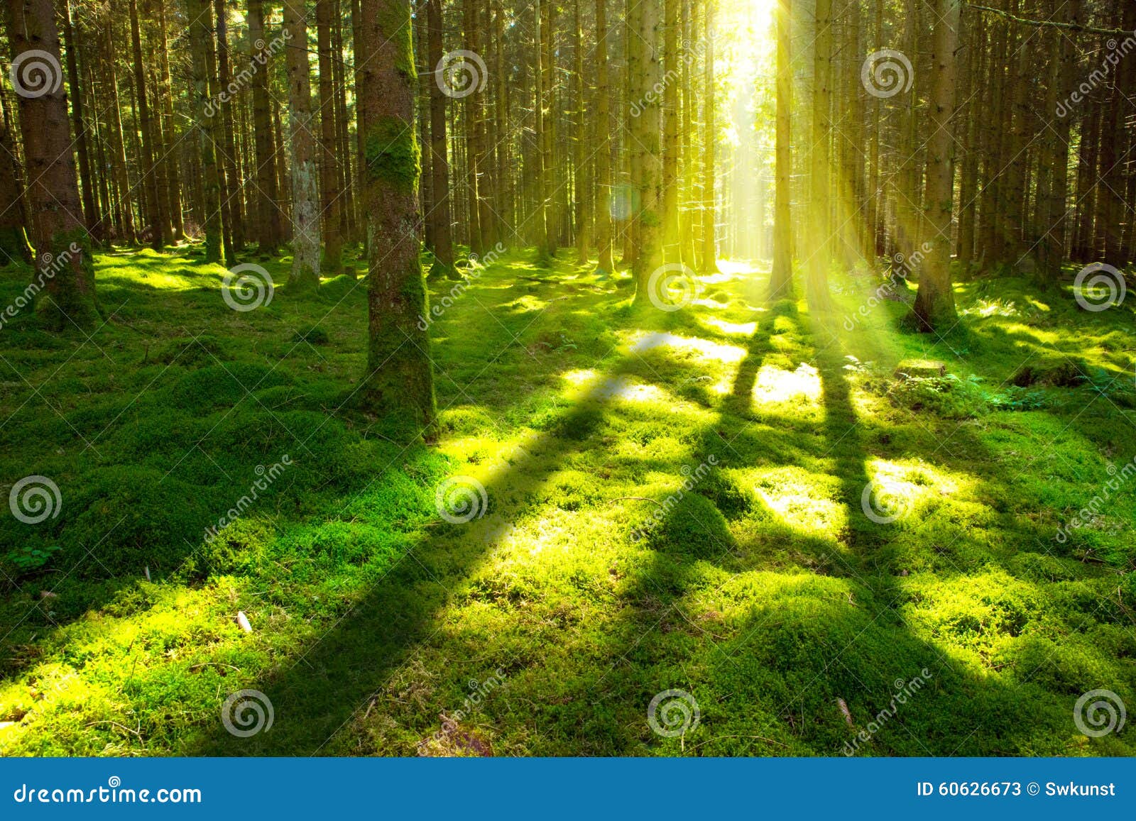 Heldere zon in het bos stock afbeelding. Image of hemel - 60626673