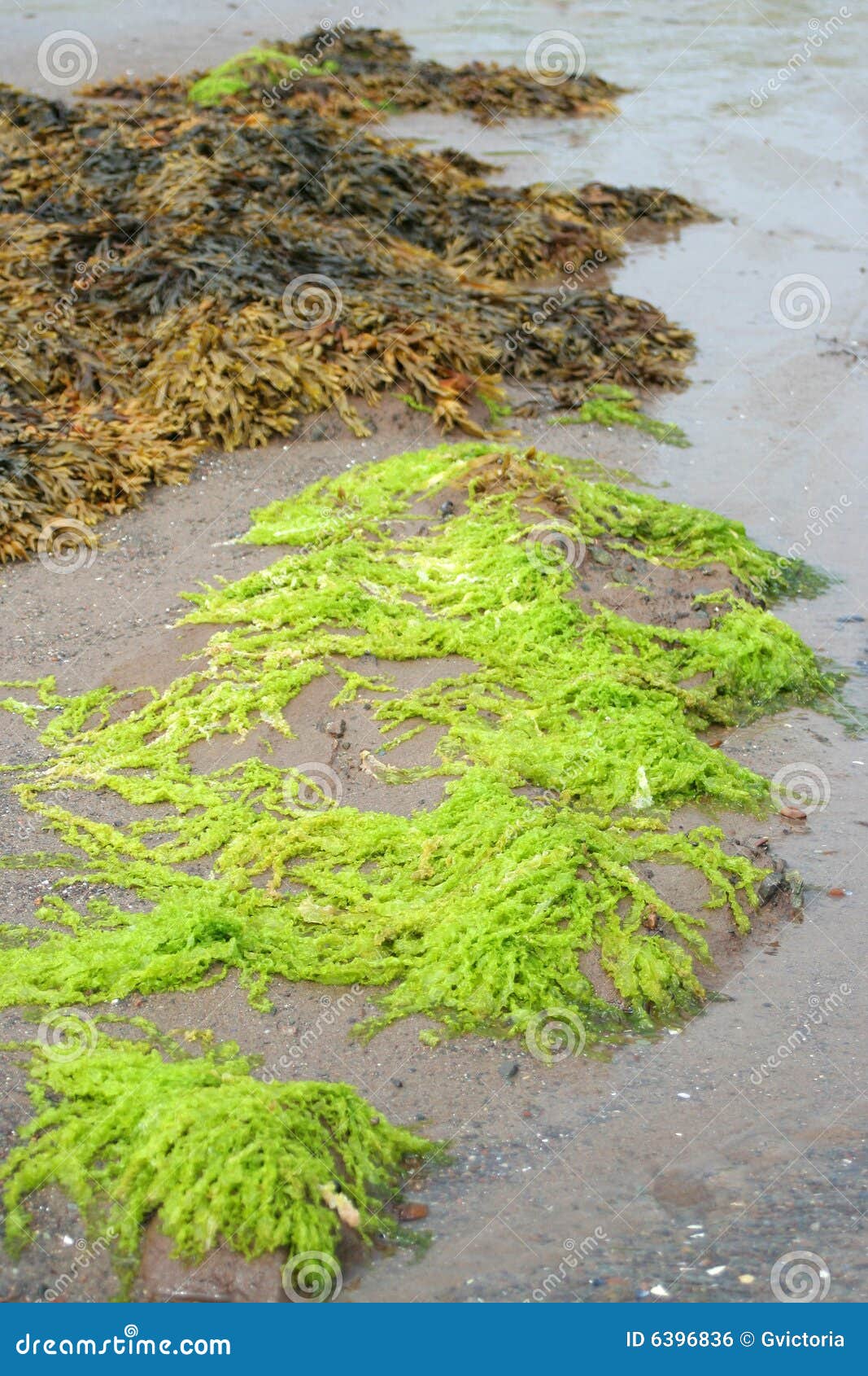 Heldergroen zeewier stock foto. Image of samenvatting - 6396836