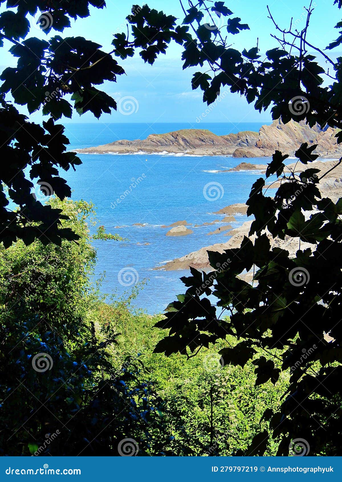 Hele Bay, Ilfracombe, Devon Stock Image - Image of nature, tree: 279797219