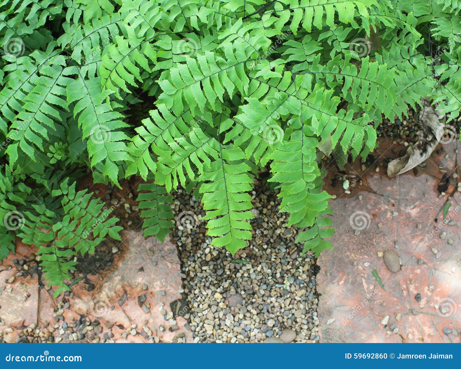 Helecho De Fern Garden Shrubs Foto de archivo - Imagen de clima, hoja ...