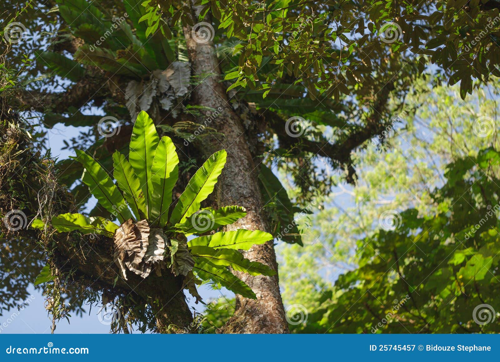 Helecho Del Asplenium Del Nidus Imagen de archivo - Imagen de asplenio ...