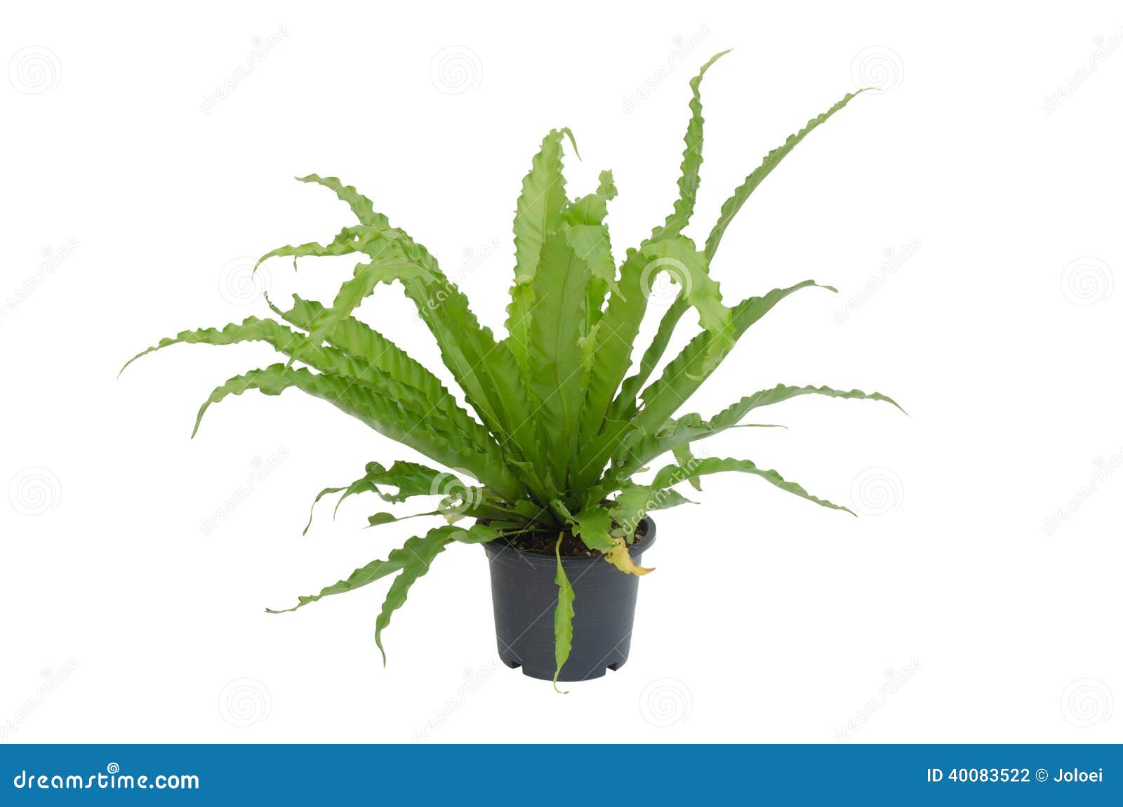 Helecho Del Nidus Del Asplenium Foto de archivo - Imagen de verde, flor ...