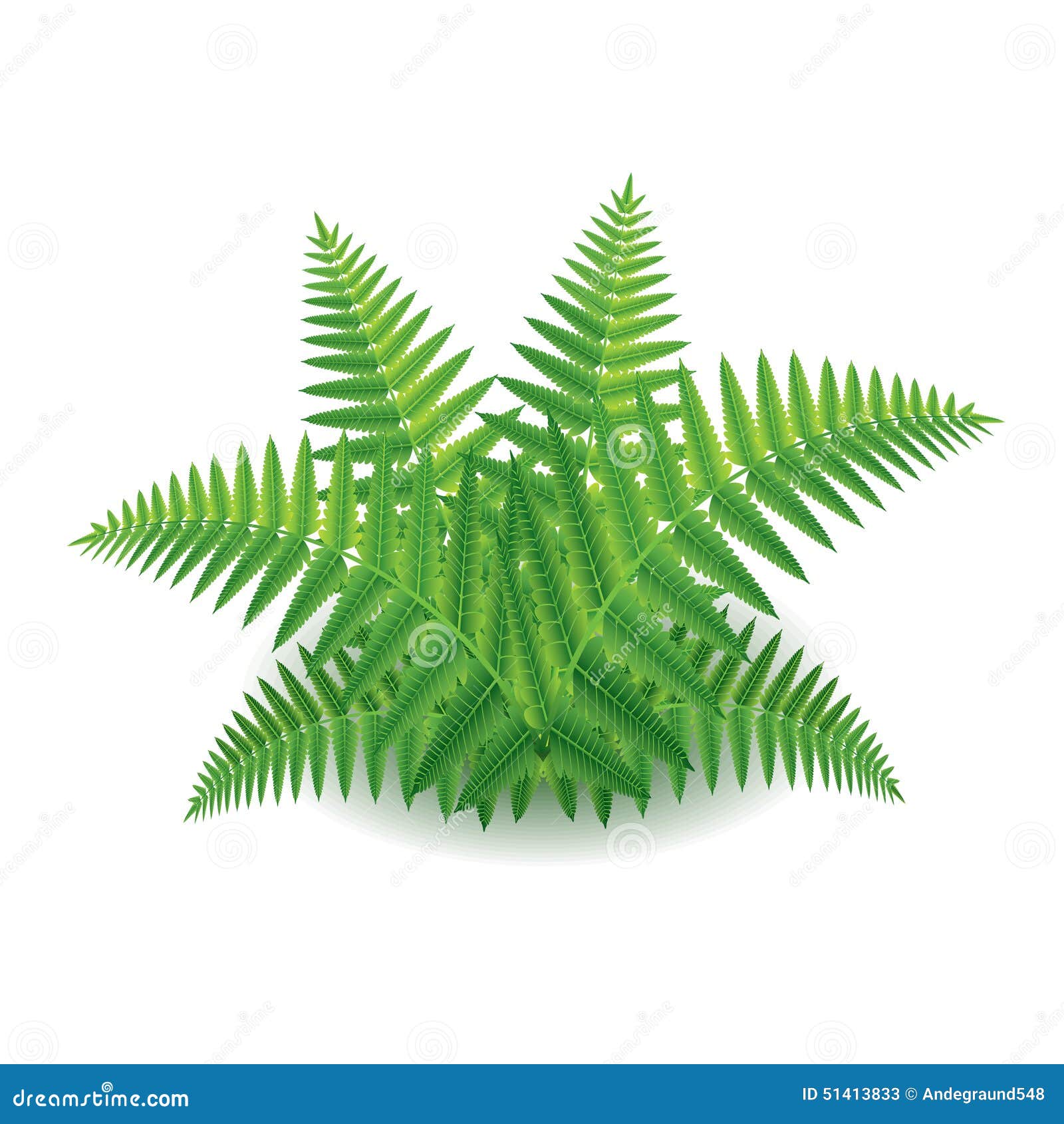 Helecho En El Vector Blanco Ilustración del Vector - Imagen: 51413833