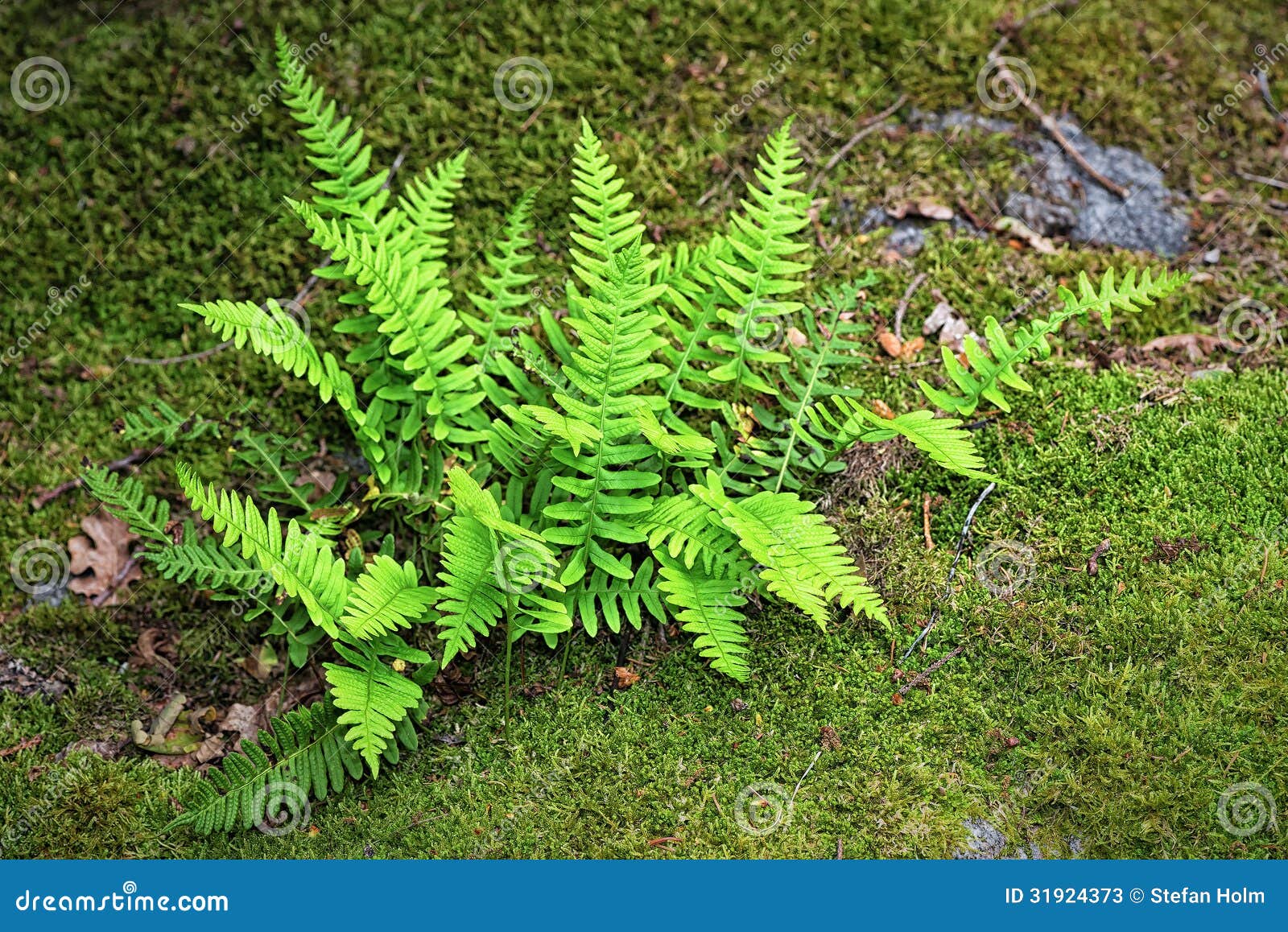 Helecho (helecho) En Musgo Fotos de archivo - Imagen: 31924373