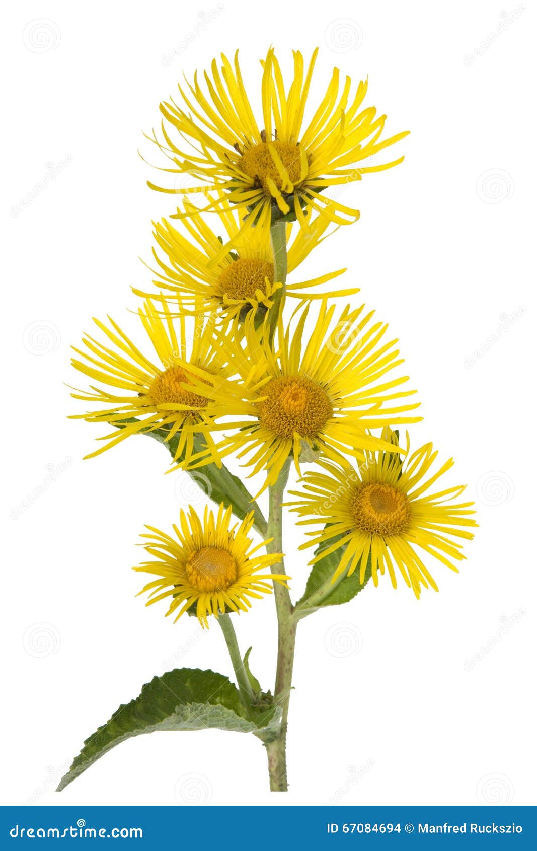 Helenio; Flor; Helenium De Inula Foto de archivo - Imagen de macro ...