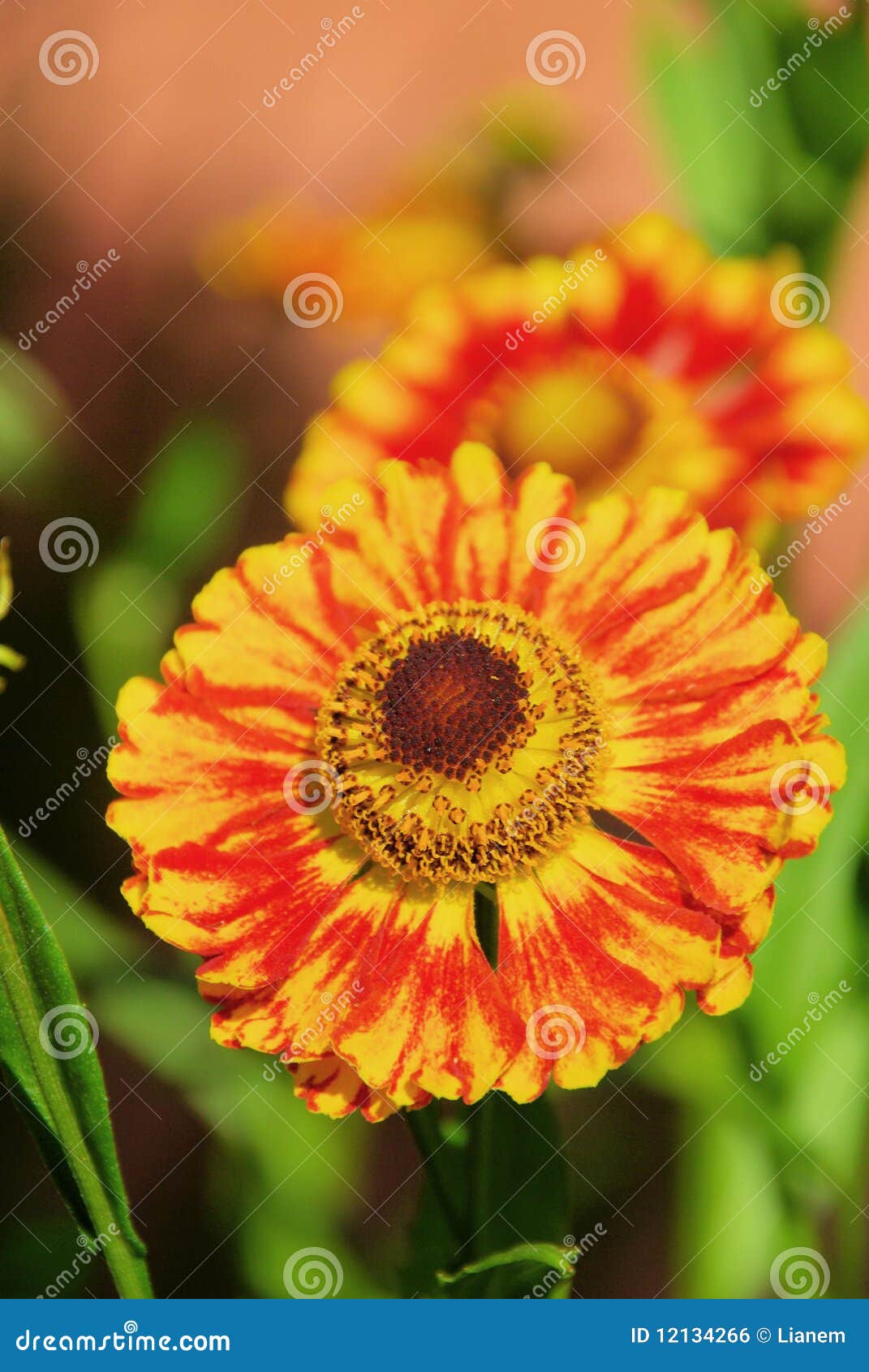 Helenium stock photo. Image of blooming, blossom, petal - 12134266