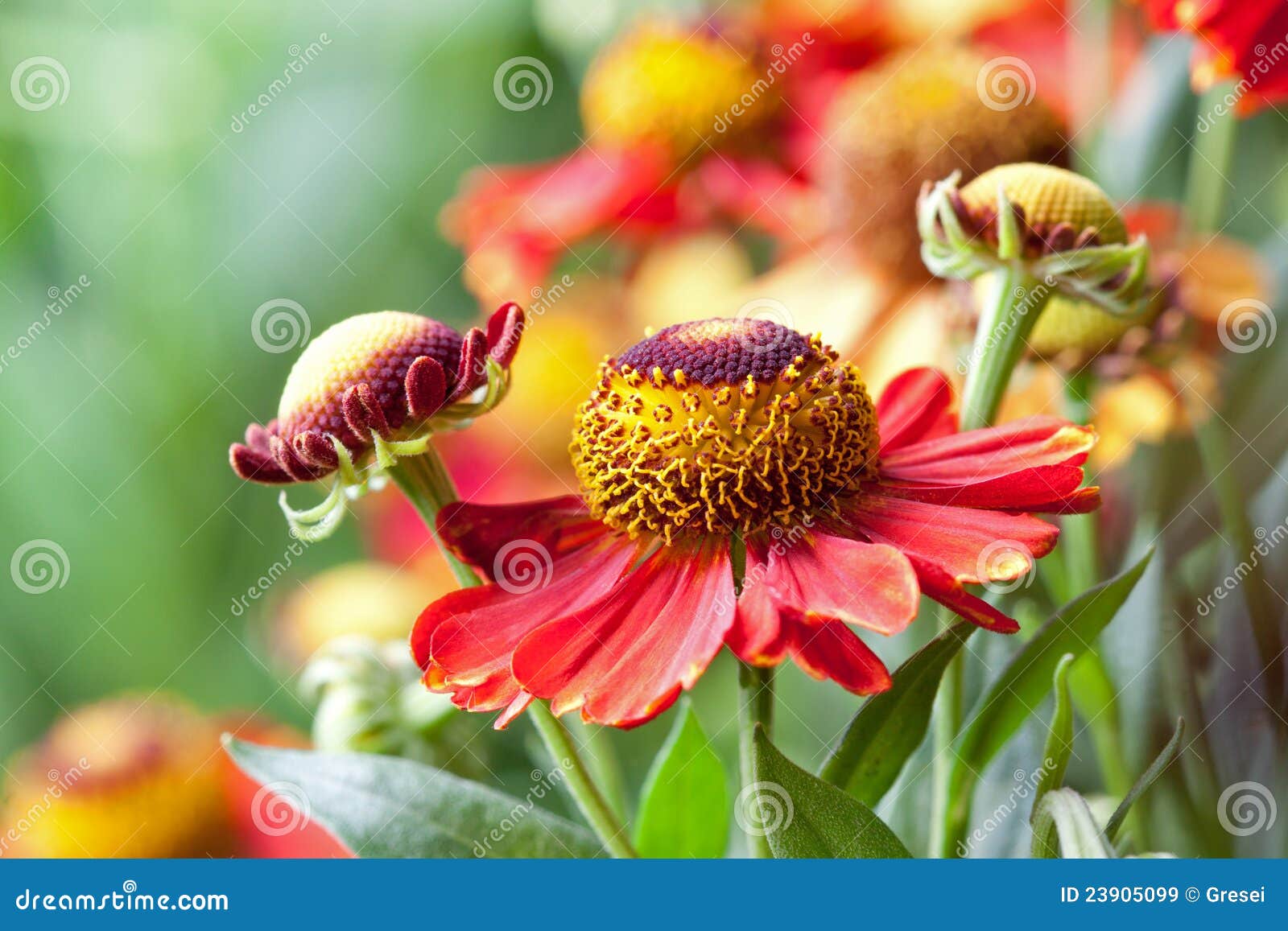 Helenium stock image. Image of macro, flora, closeup - 23905099