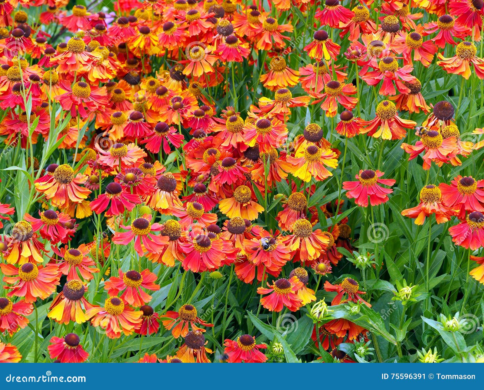 Helenium imagen de archivo. Imagen de cama, flor, perenne - 75596391