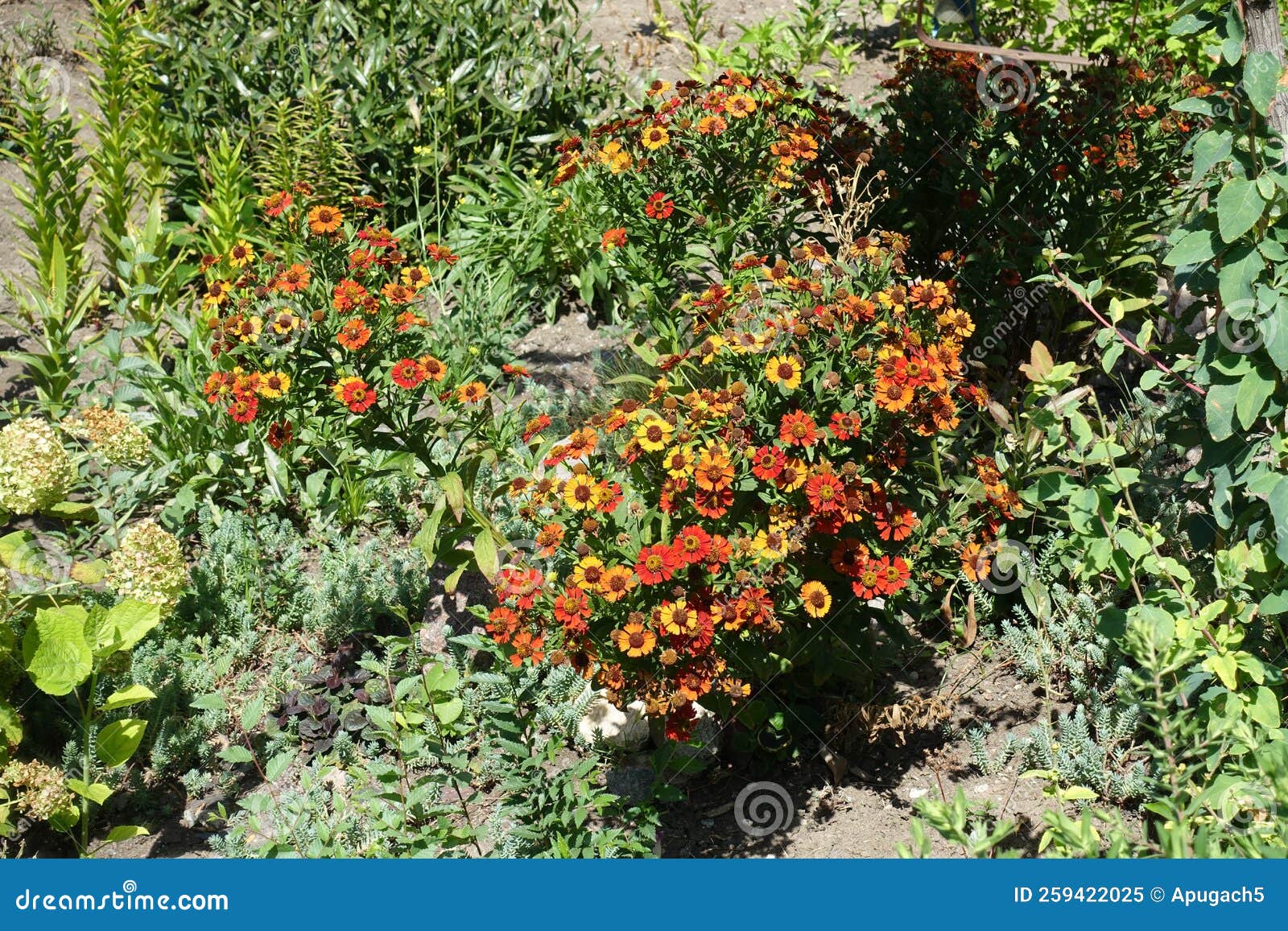 Helenium Autumnale in Bloom in August Stock Image - Image of cultivar ...