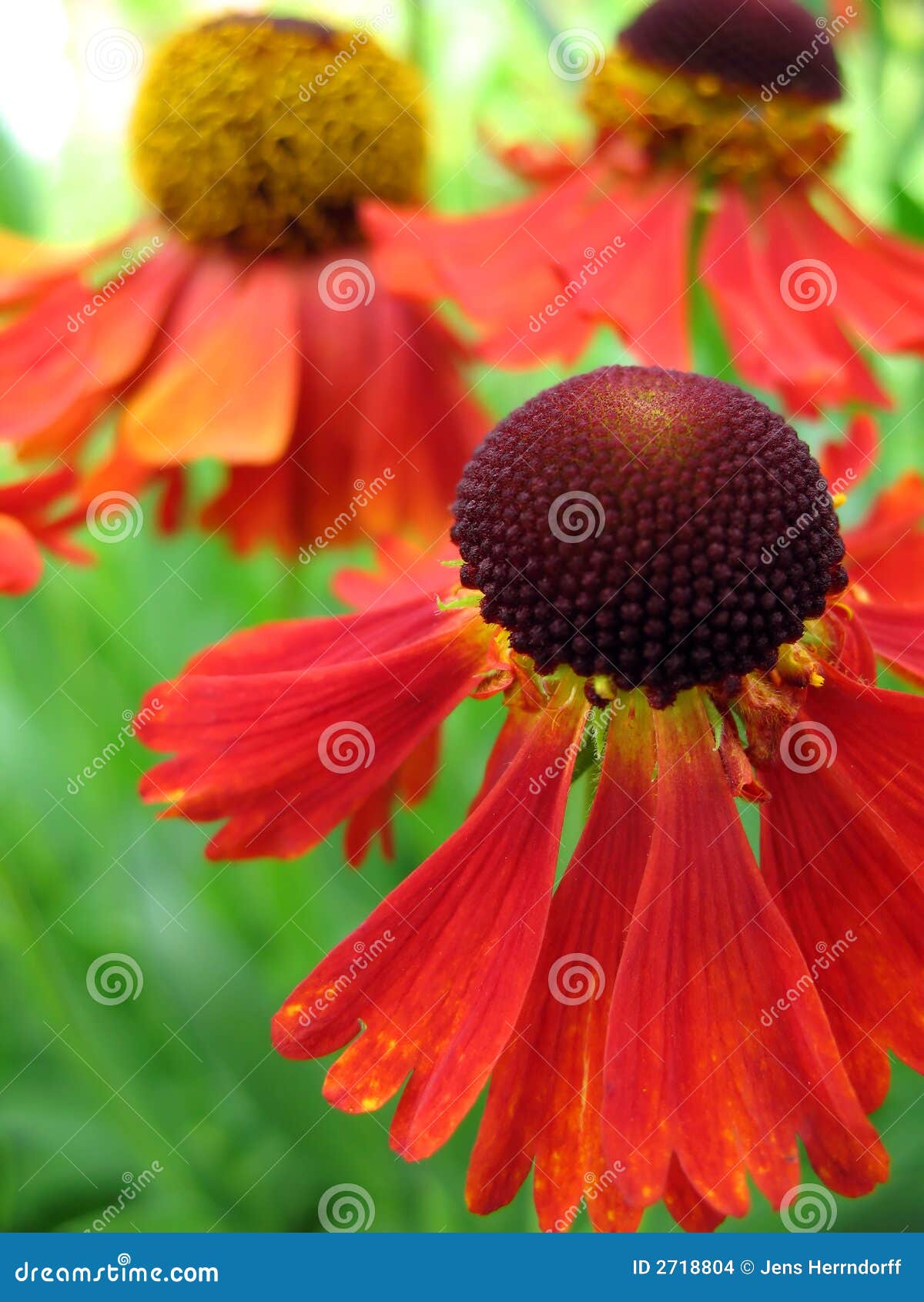 Helenium flower detail stock photo. Image of coloured - 2718804