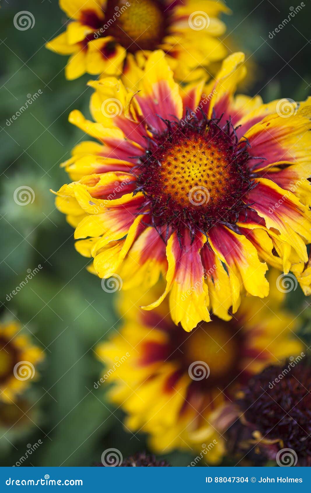 Helenium flower. stock photo. Image of species, northern - 88047304