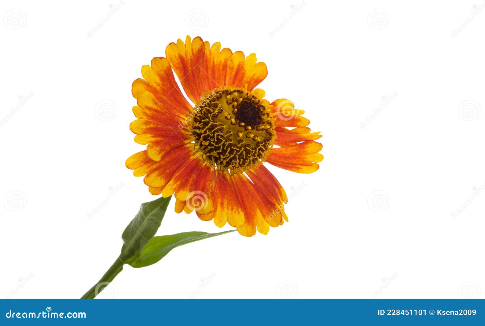 Helenium flower isolated stock image. Image of helenium - 228451101