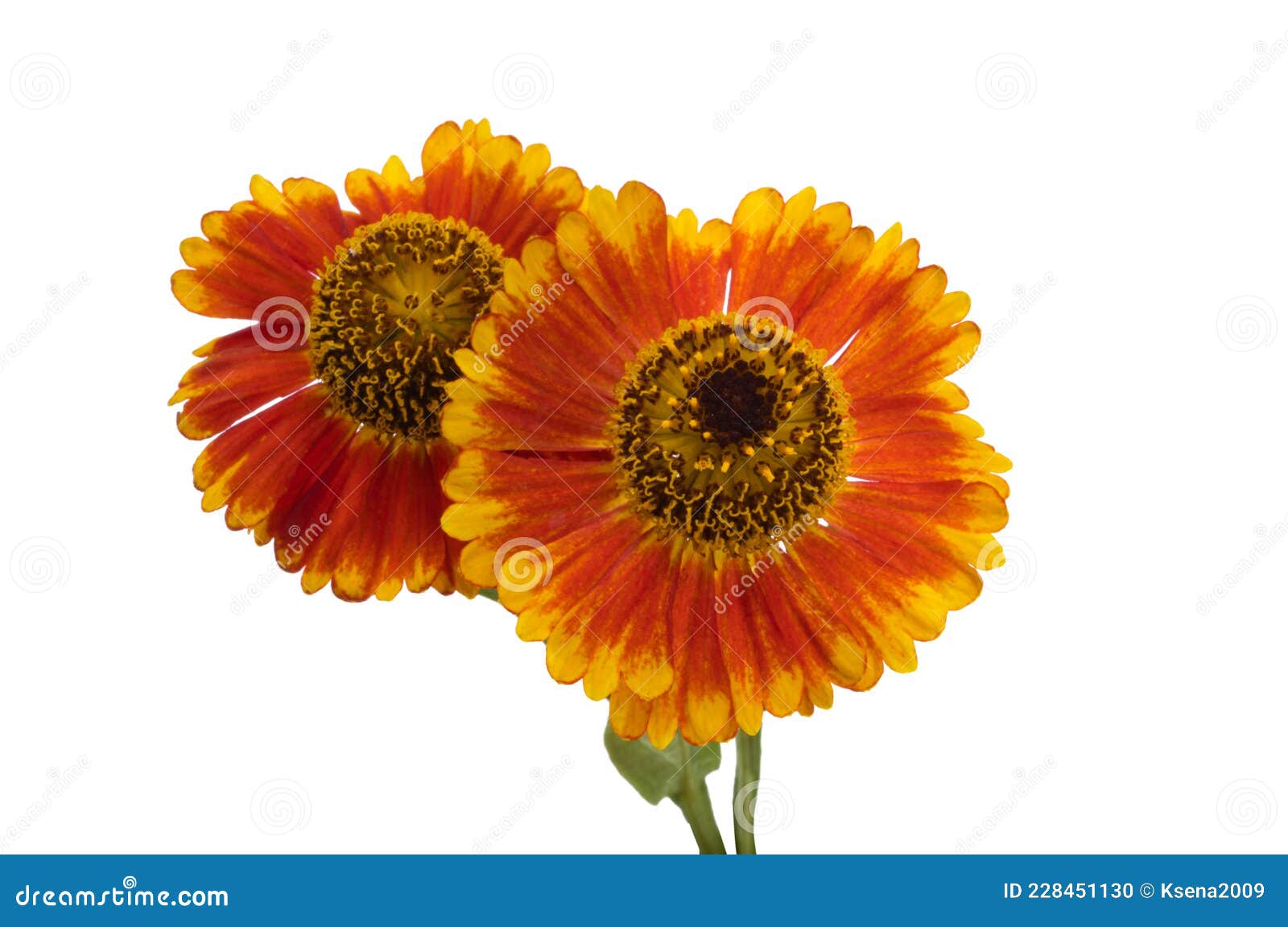 Helenium flower isolated stock photo. Image of sneezeweed - 228451130