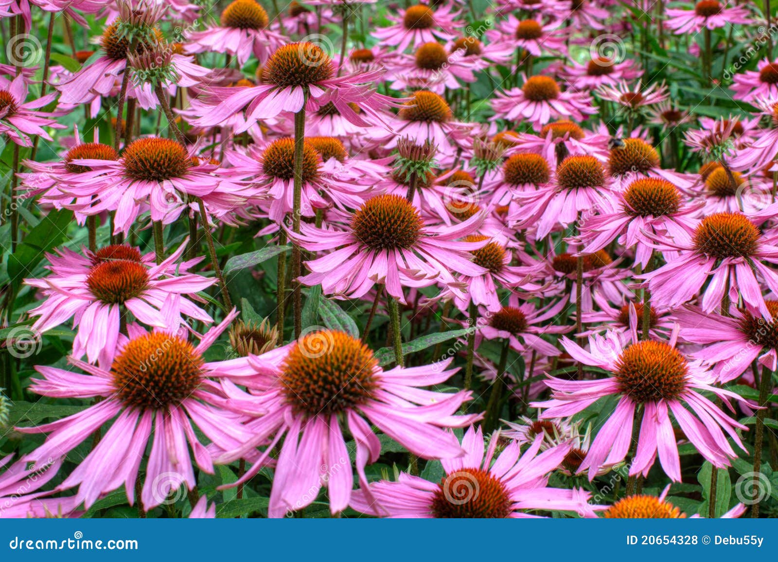 Large Daisy-like Cone Flowers. Stock Photo - Image of echinacea, flora ...