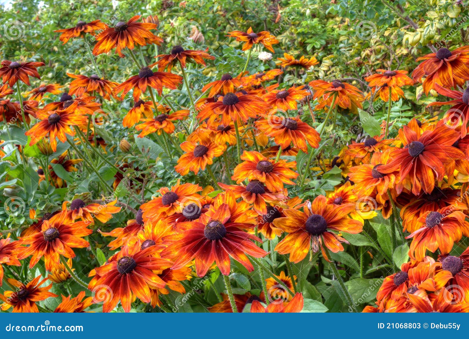 Helenium flowers stock image. Image of floral, orange - 21068803