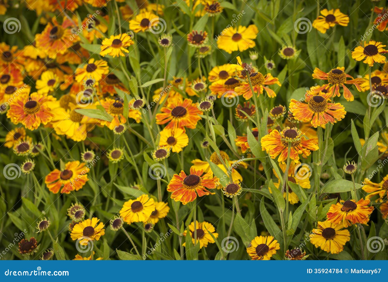 Helenium Flowers stock photo. Image of petals, growing - 35924784