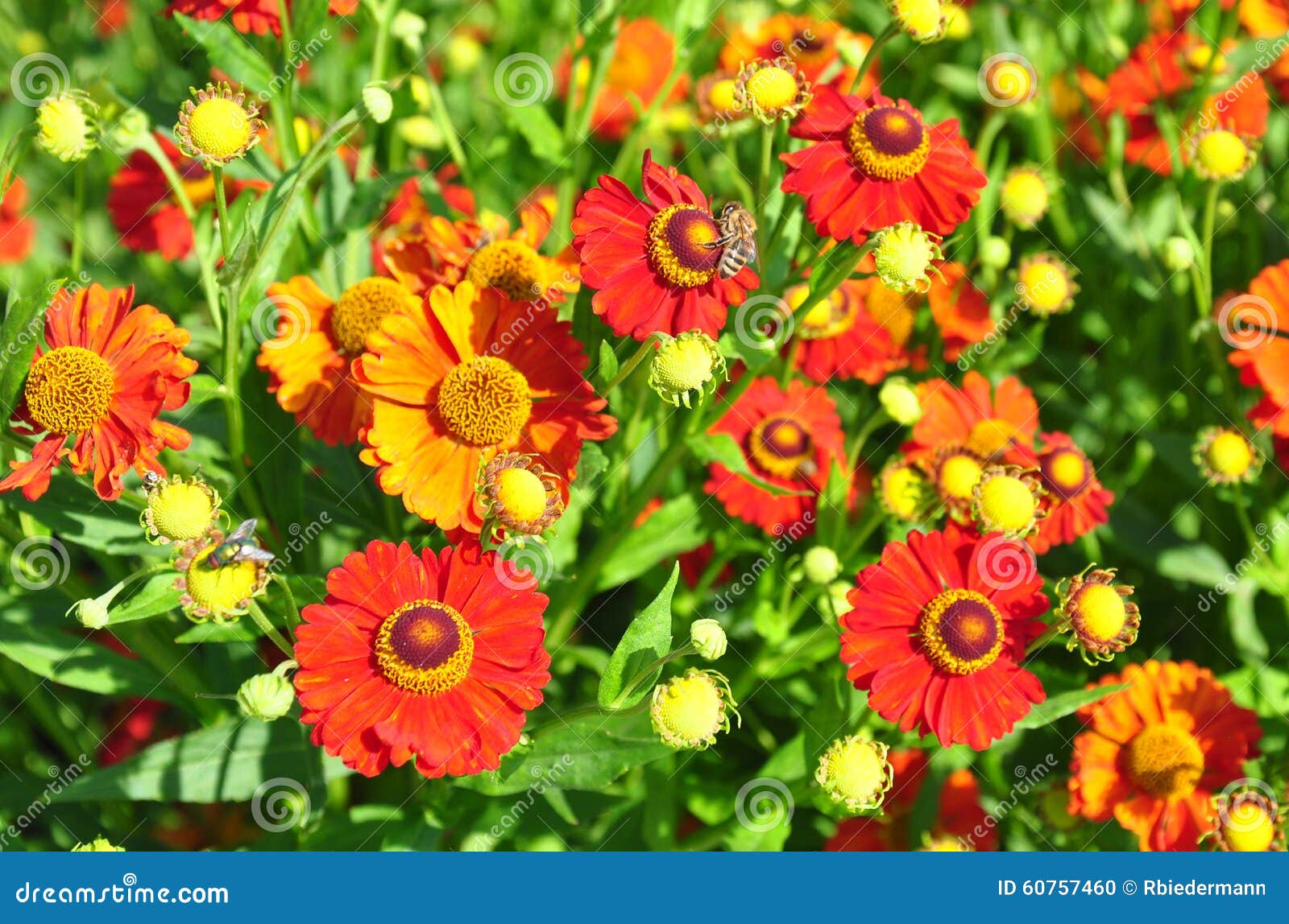 Helenium flowers stock photo. Image of flora, orange - 60757460