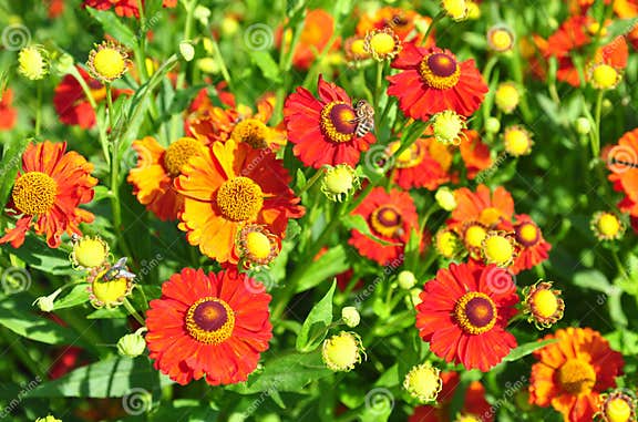 Helenium flowers stock photo. Image of flora, orange - 60757460