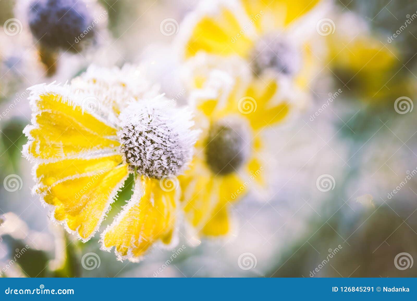Close-up of Helenium Flowers Covered with Frost Stock Image - Image of ...