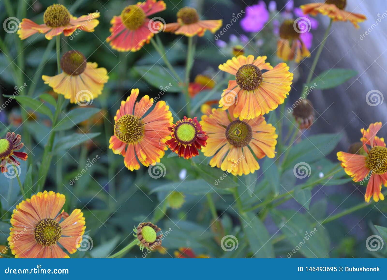 Helenium. Helenium Konigstiger. Helenium Autumnale. Bush Helenium Stock ...