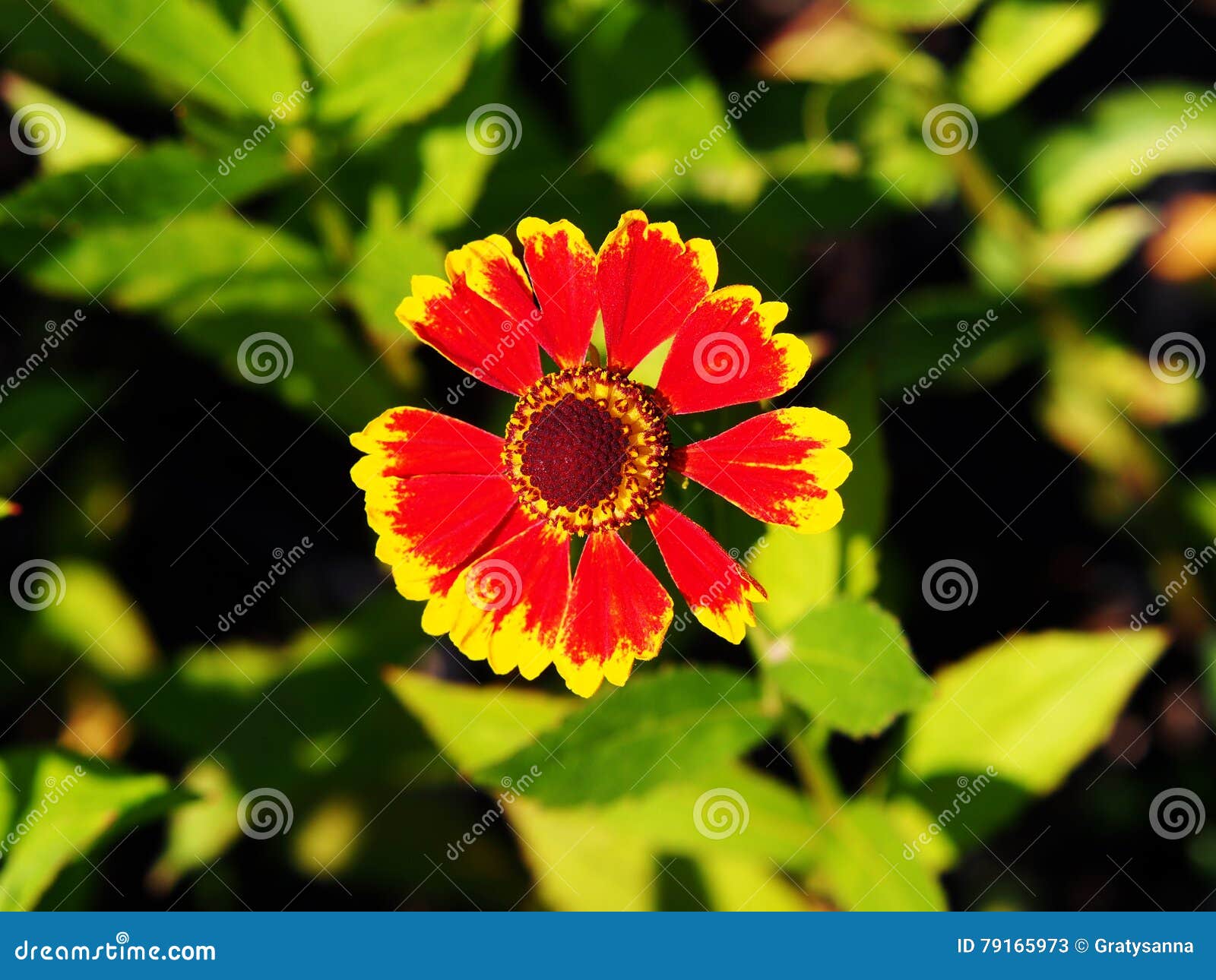Helenium Hoopesii (Sneezeweed) Stock Image - Image of gardening ...