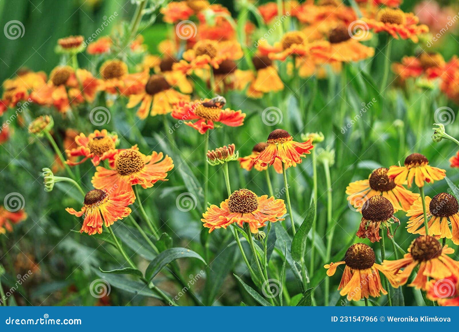 Helenium Hybridum `Waltraut` Stock Photo - Image of fresh, hybridum ...