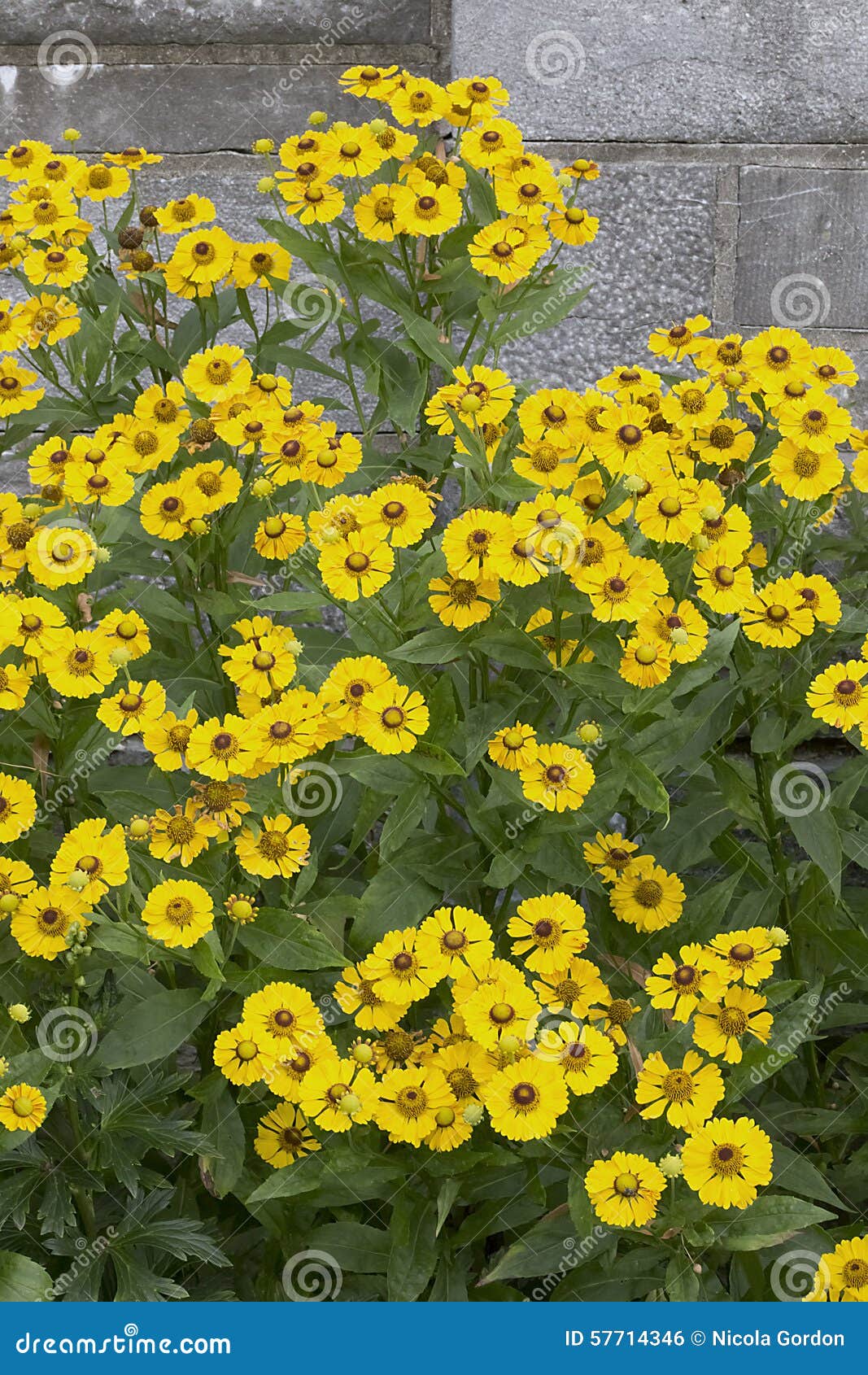 Helenium - Zimbelstern stock photo. Image of plant, flower - 57714346