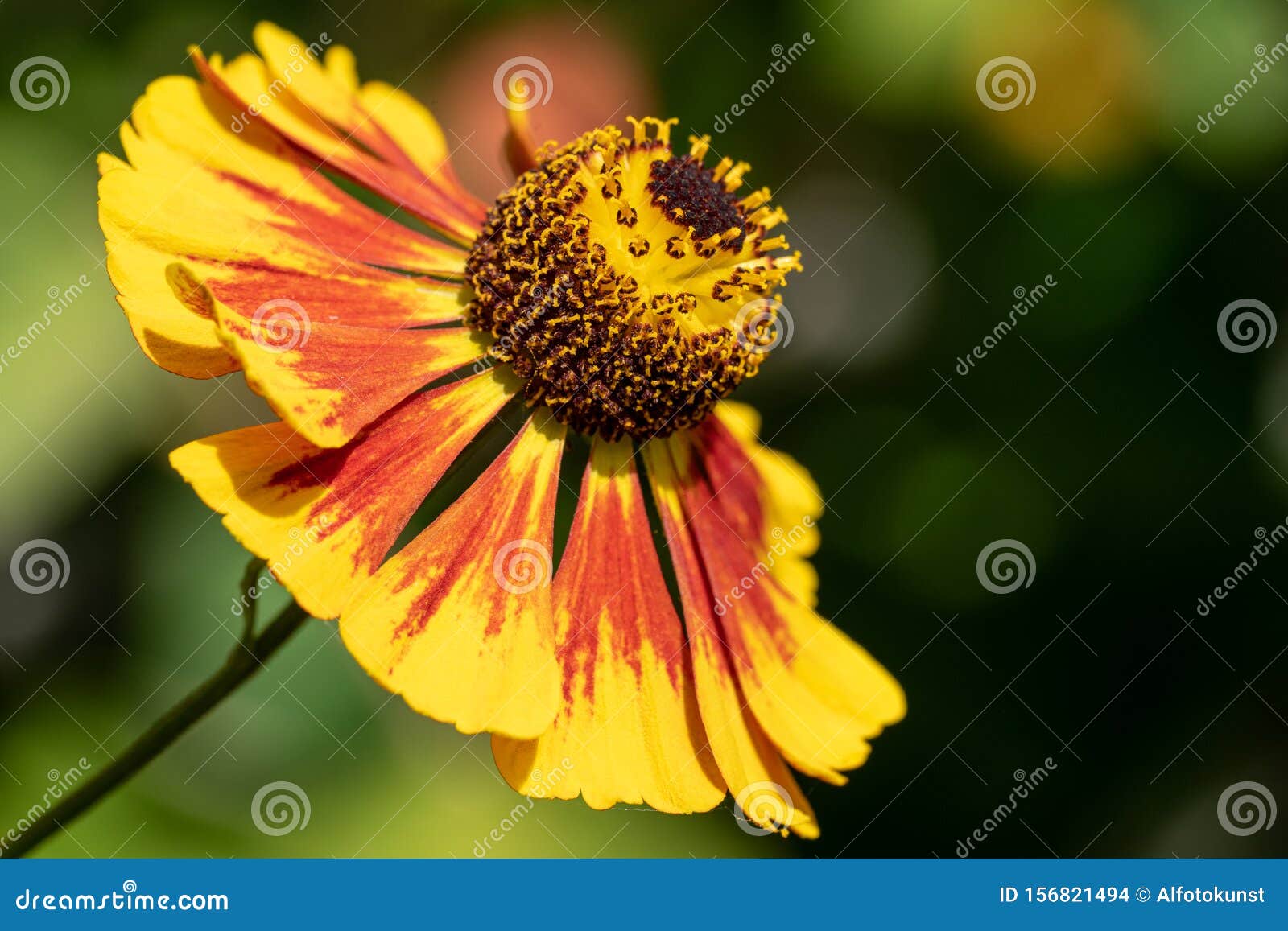 Helens Flower, Helenium stock photo. Image of floristry - 156821494