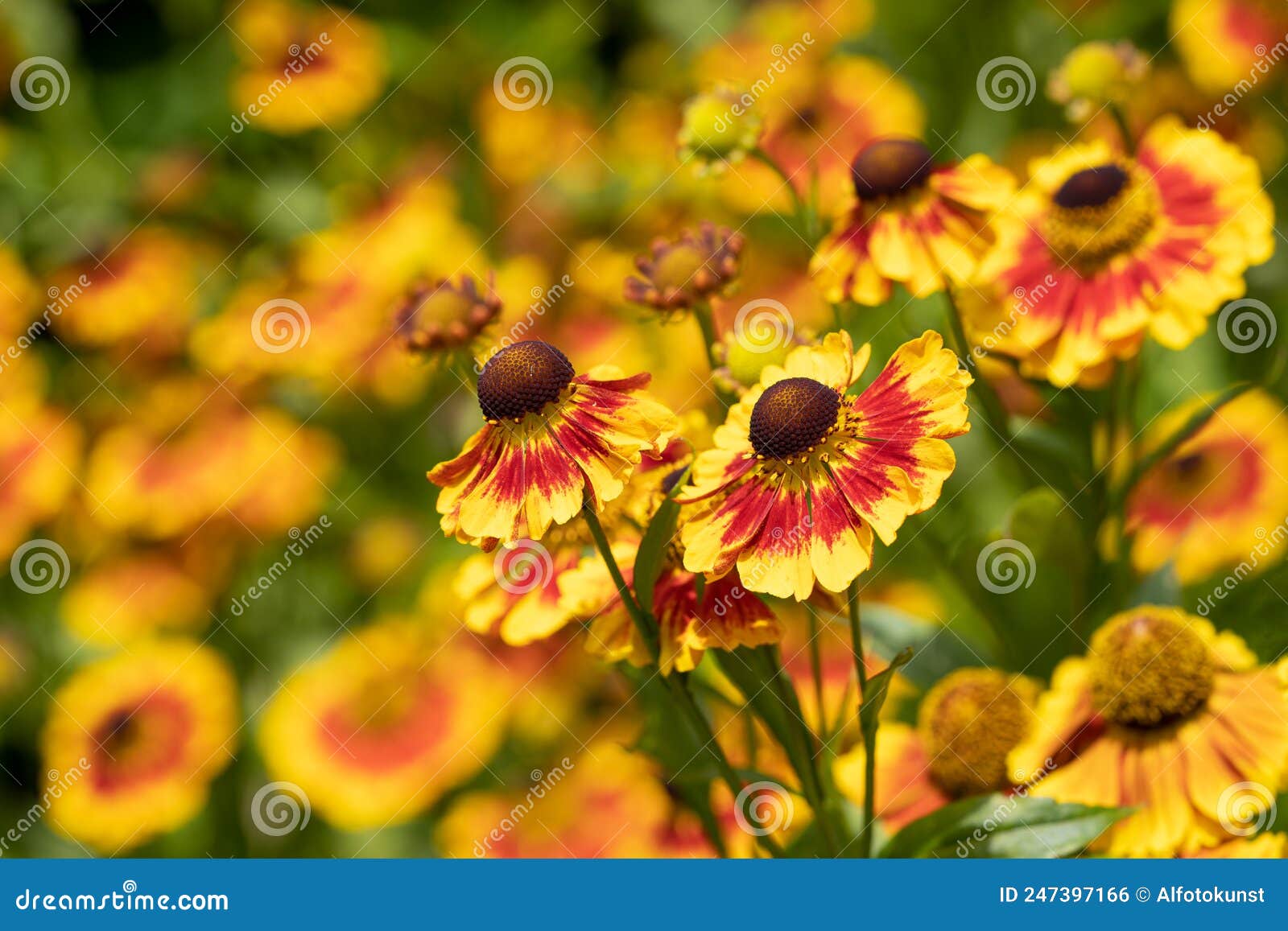 Helens Flower, Helenium stock photo. Image of close - 247397166
