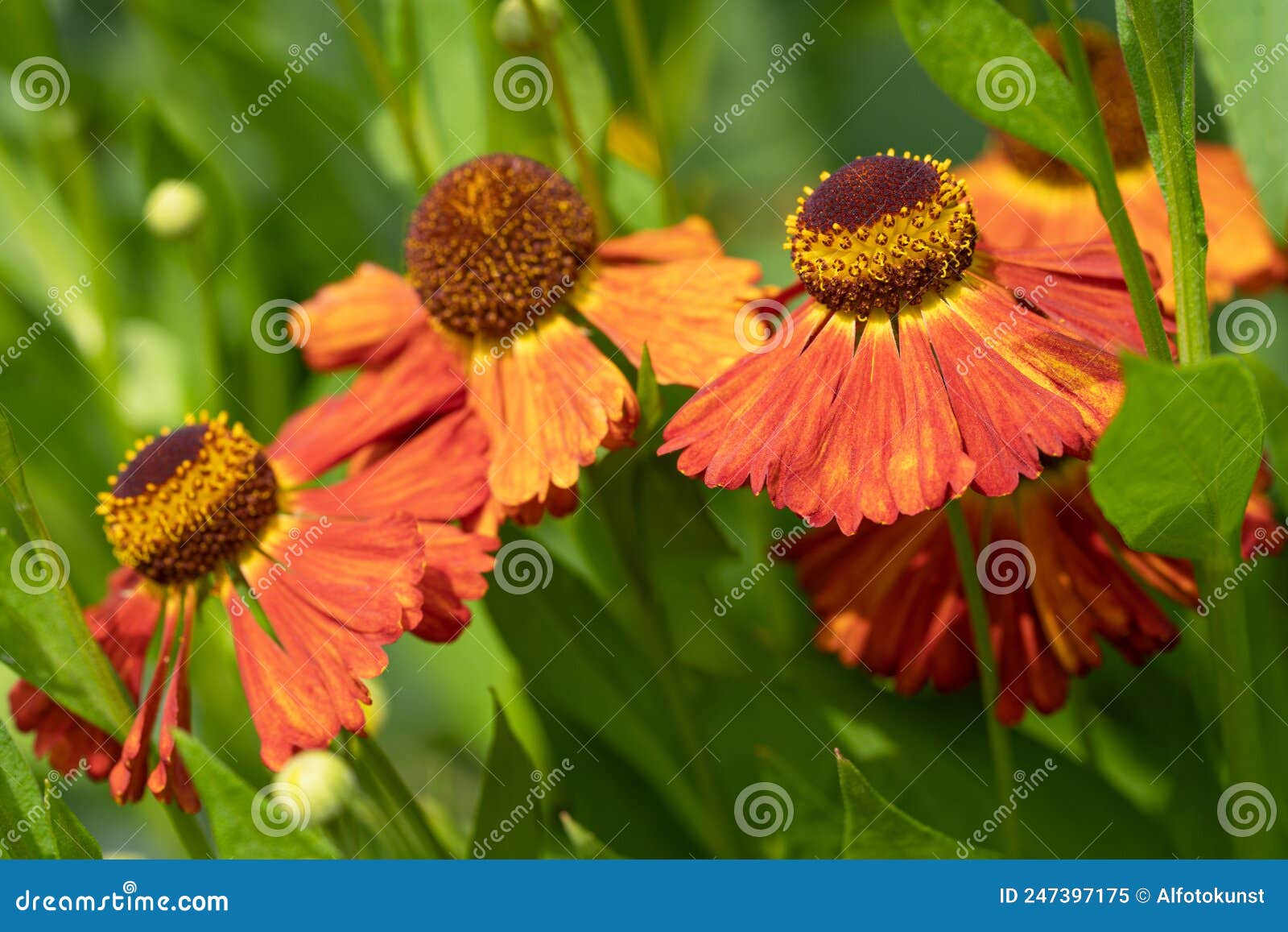 Helens Flower, Helenium stock image. Image of botanic - 247397175