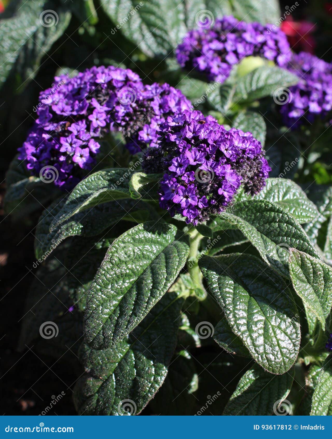 Heliótropo púrpura foto de archivo. Imagen de flores - 93617812
