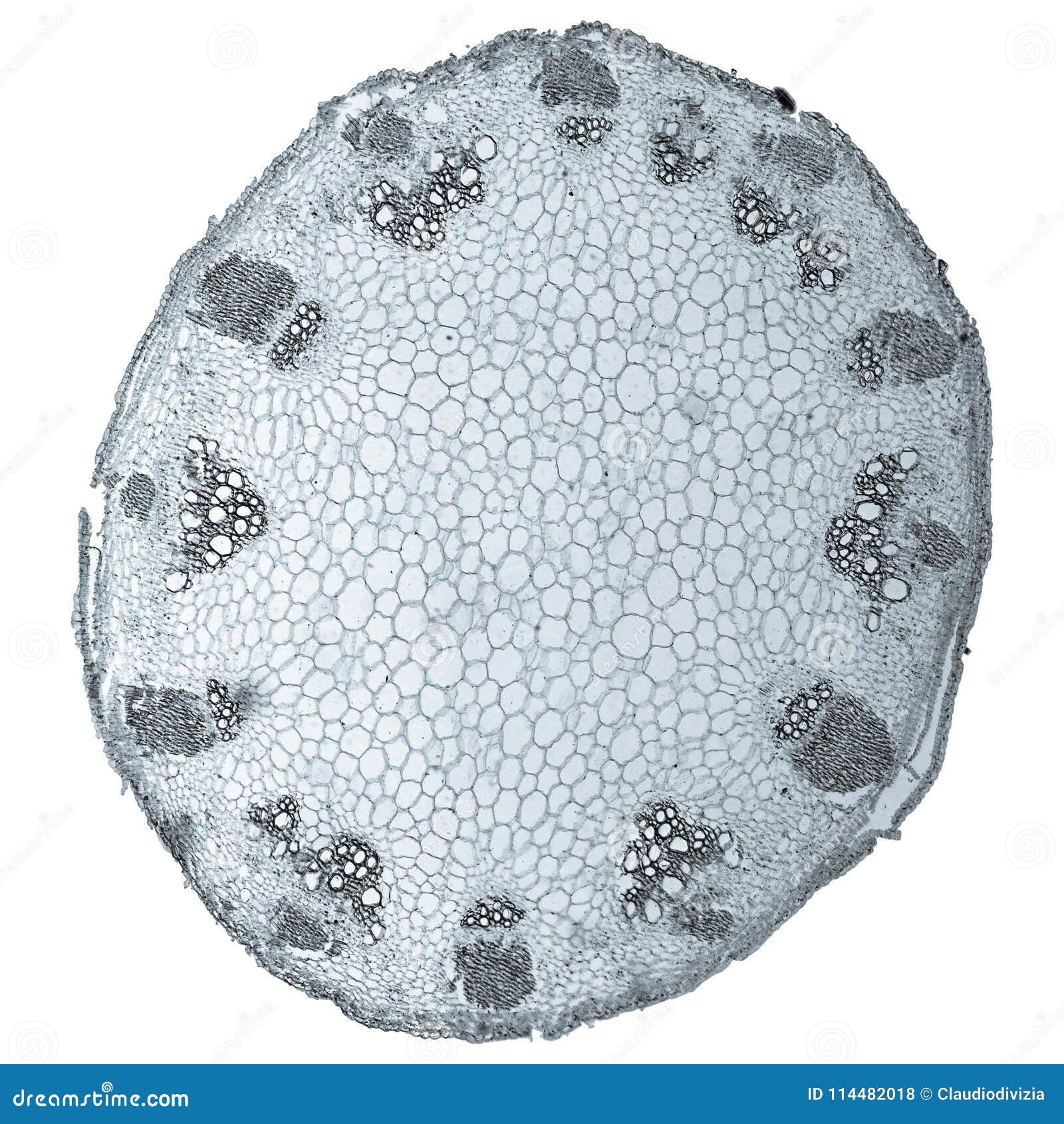 Heliansthus Stem Micrograph Stock Photo - Image of slides ...