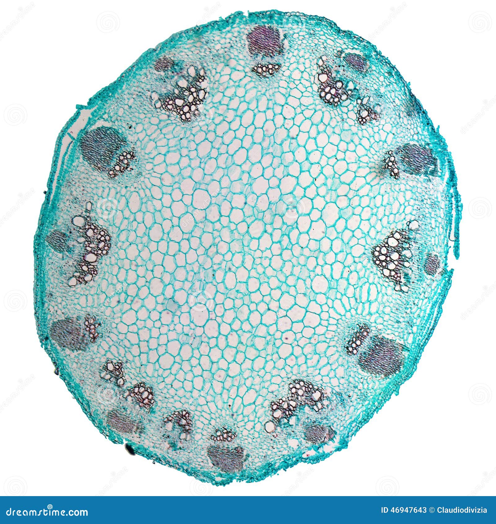 Stem Cross Section Slide