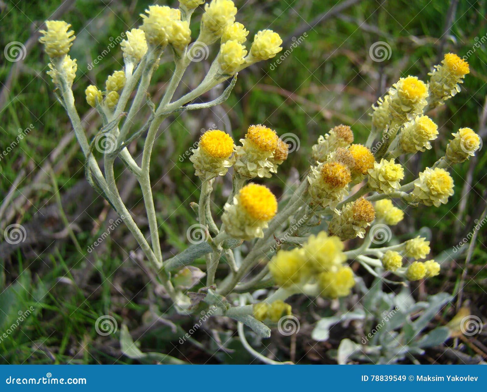Helichrysum imagen de archivo. Imagen de curadores, salvaje - 78839549