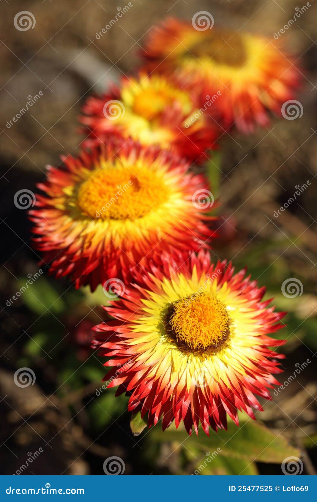 Helichrysum bracteatum stock image. Image of plant, nature - 25477525