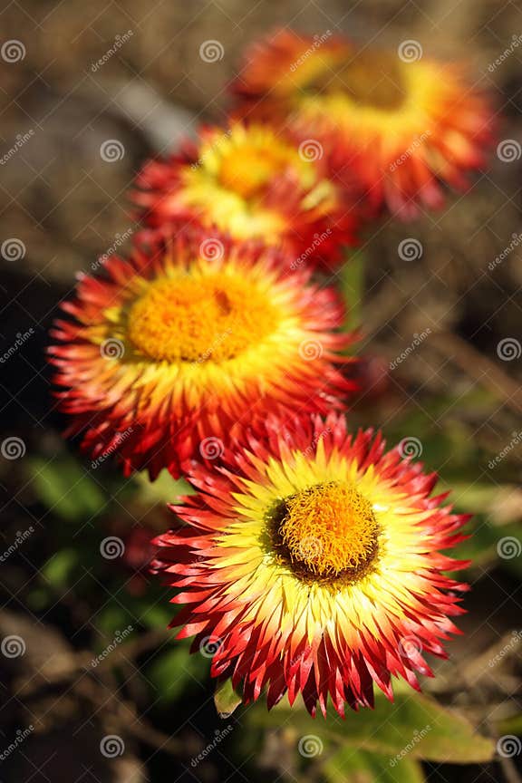 Helichrysum bracteatum stock image. Image of plant, nature - 25477525