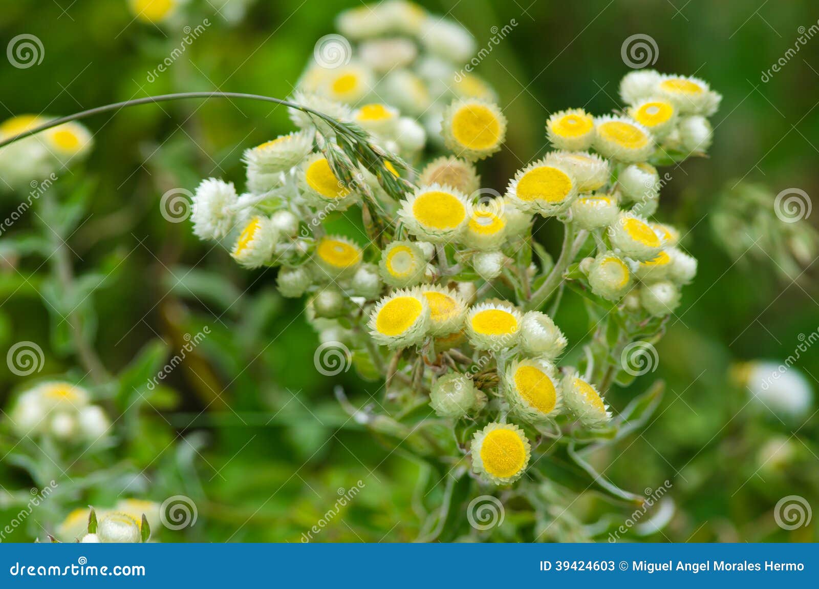 Helichrysum stock image. Image of plant, stoechas, environment - 39424603