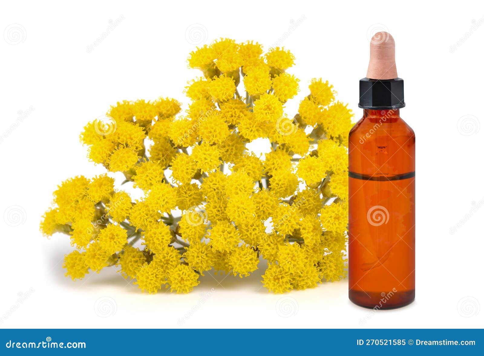 Helichrysum Essence with Flowers Stock Image - Image of fresh, extract ...