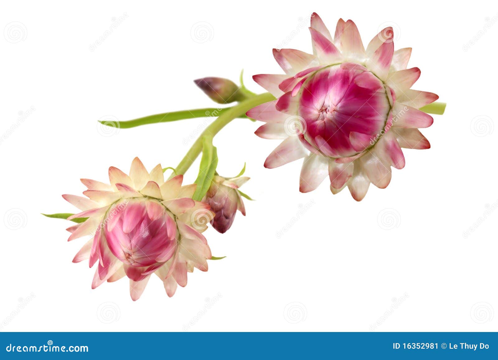 Helichrysum Flower stock image. Image of helichrysum - 16352981