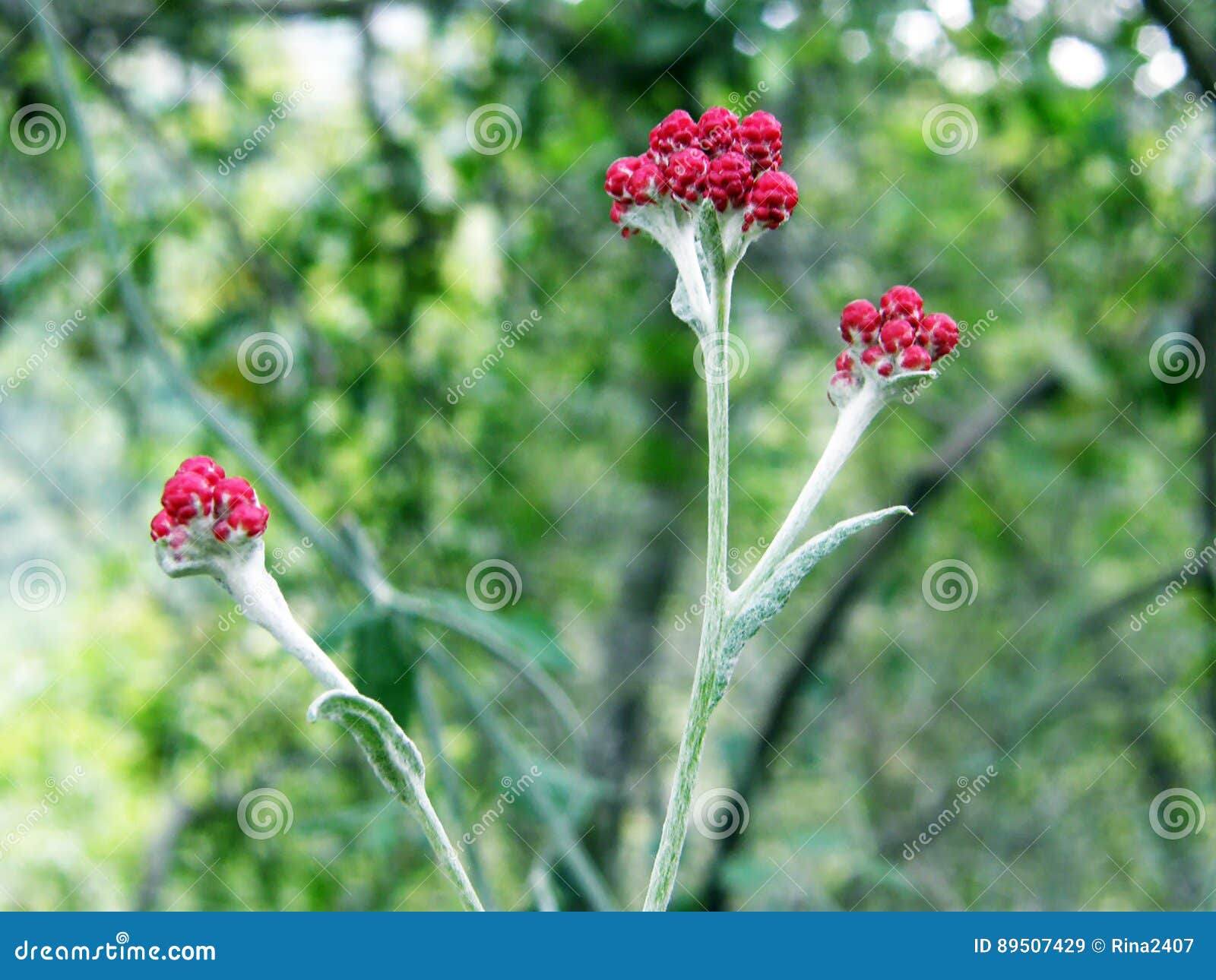 Helichrysum flower stock image. Image of flower, helichrysum - 89507429