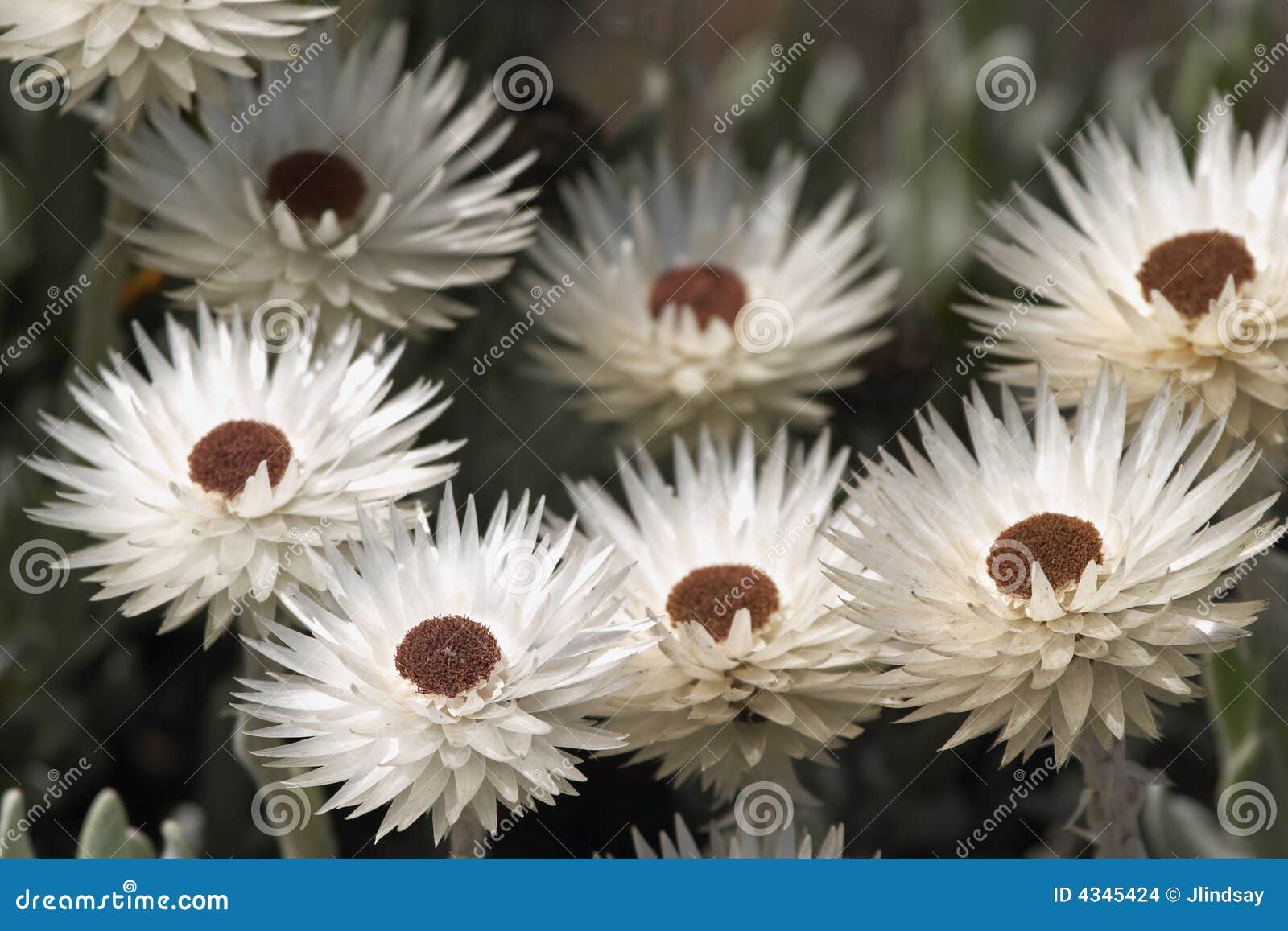 Helichrysum flowers stock photo. Image of fresh, habitat - 4345424