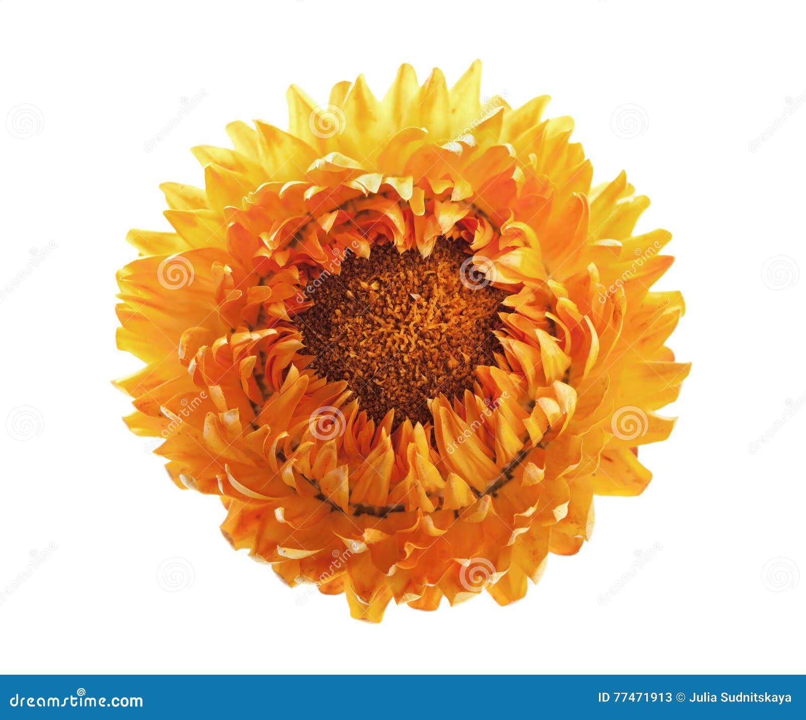 Helichrysum Flowers Or Immortelle Isolated On White Background Stock ...