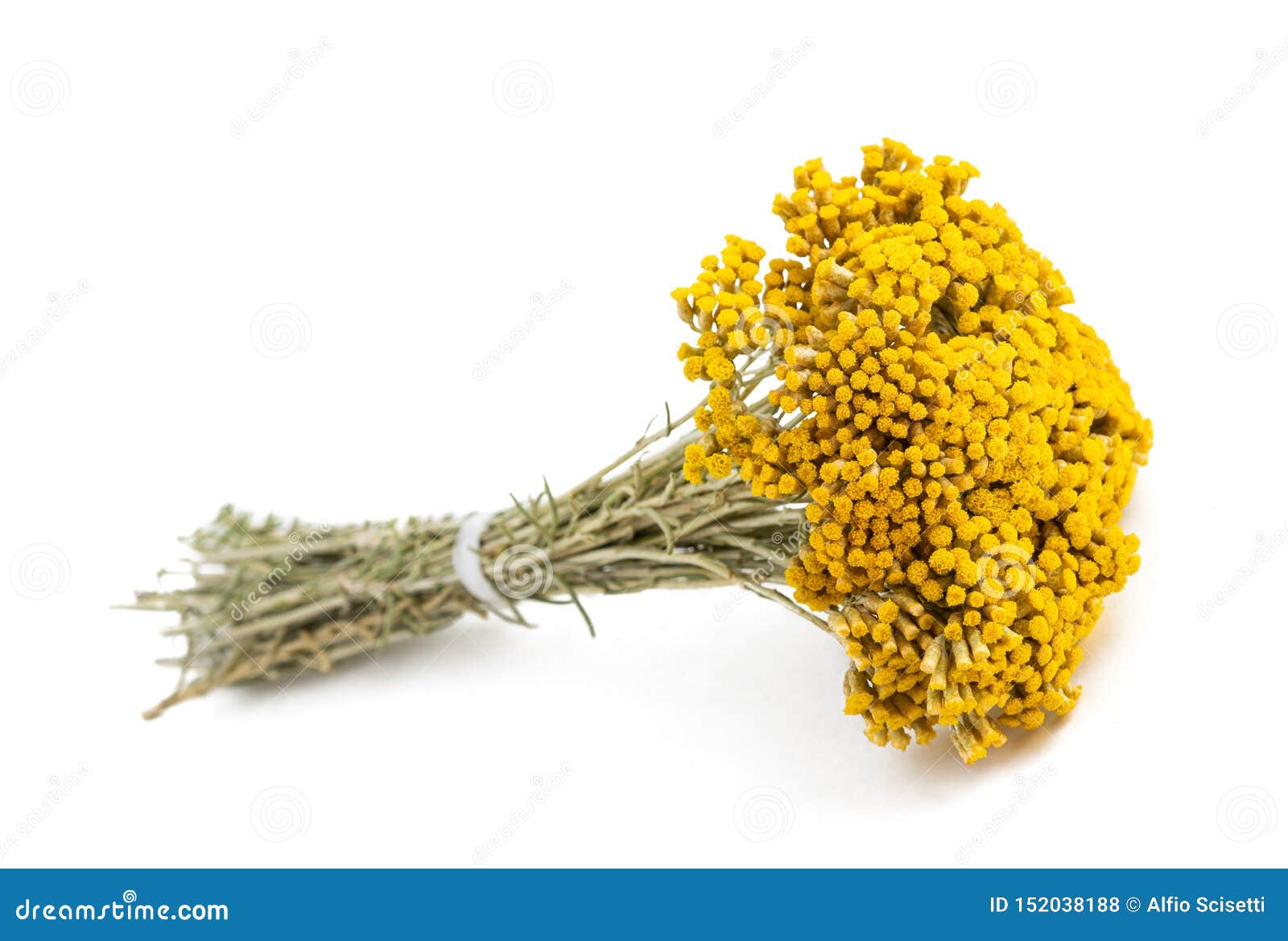 Helichrysum flowers stock photo. Image of floral, petal - 152038188