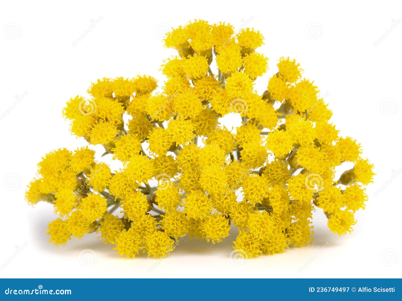 Helichrysum flowers stock image. Image of plant, bloom - 236749497