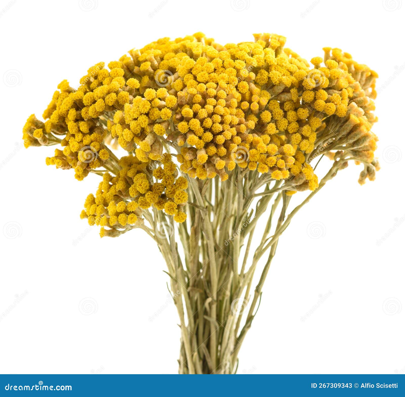 Helichrysum flowers stock image. Image of white, flower - 267309343