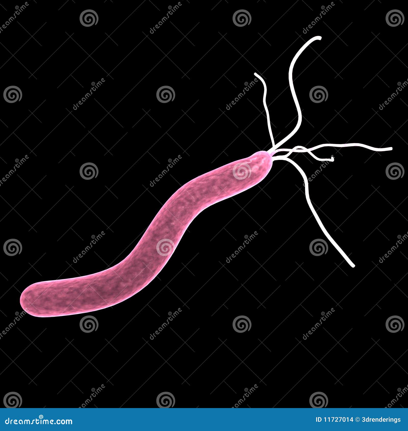 Helicobacter stock illustration. Illustration of medical - 11727014